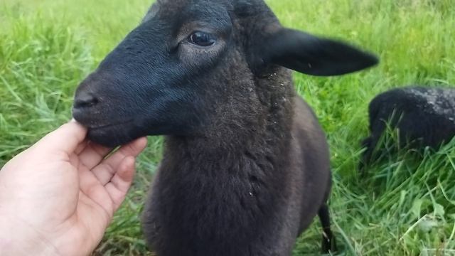 Комары, скоро)