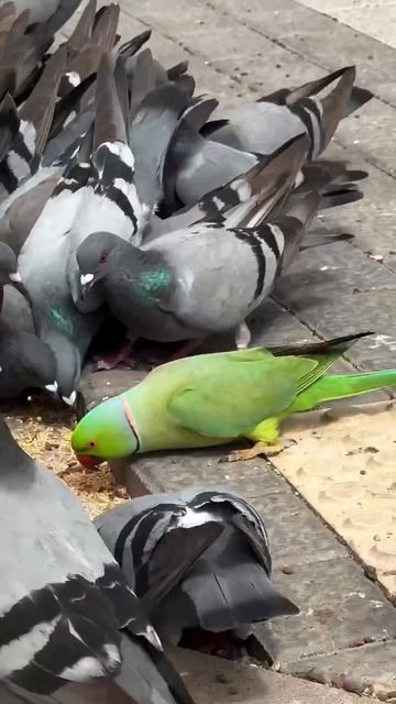 Свой среди чужих, чужой среди своих