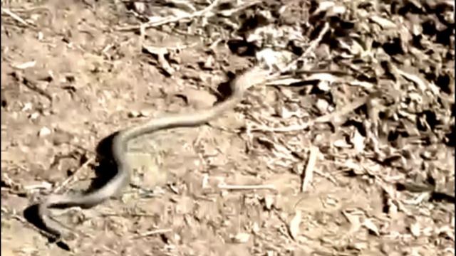 Проснулись гадюки после зимы