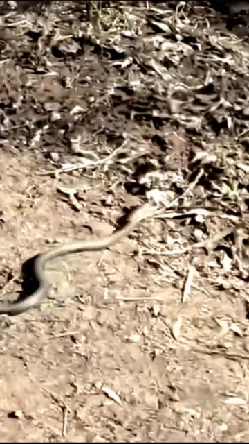 Проснулись гадюки после зимы