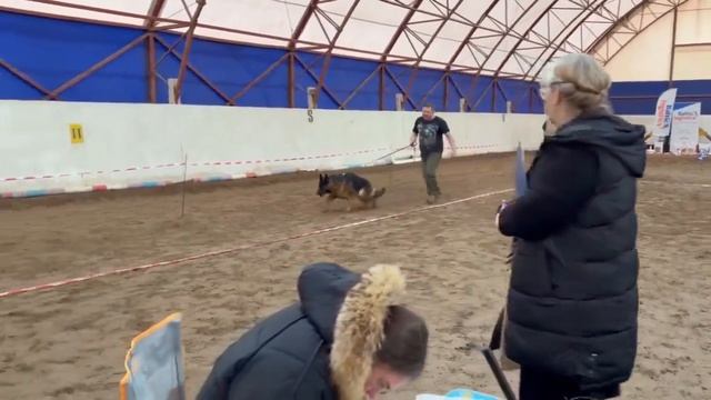 РАБОЧИЙ СУКИ ДШ / КЧК ВОЛОГДА 4 апреля`26 А.Буйнова Моно немецких овчарок