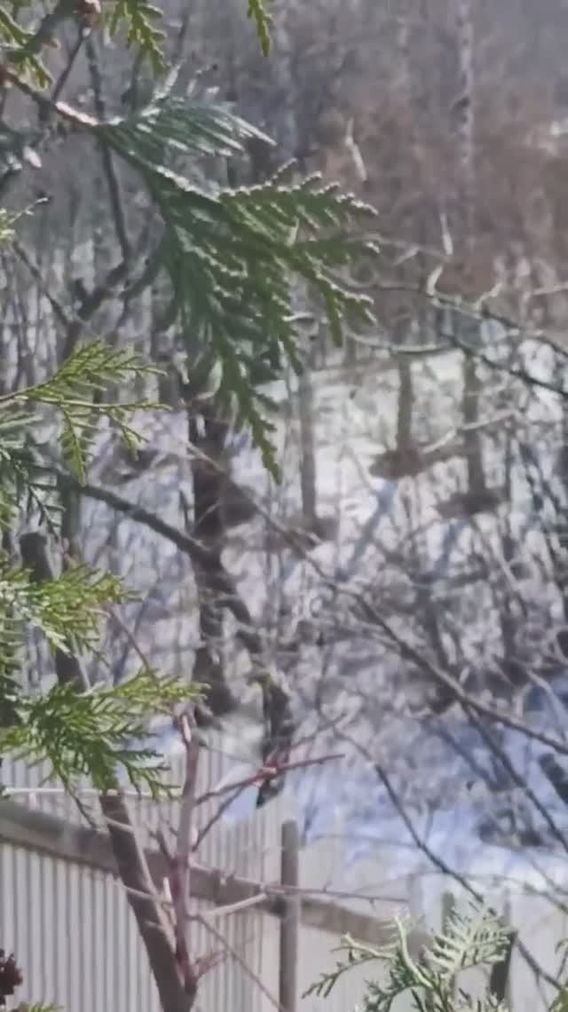 Свиристели прилетели