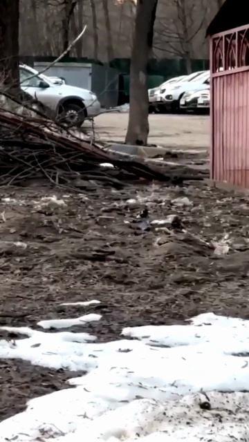 Крысы носятся по парку в Химках