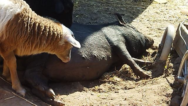 ох уж эти ягнята))) (2025г)