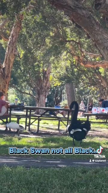 Черные Австралийские Лебеди не совсем Черные…