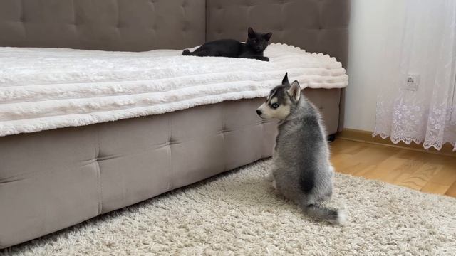 «ХАСКИ В ШОКЕ! 😱 Первая встреча с котёнком закончилась НЕ ТАК, как вы думаете...»