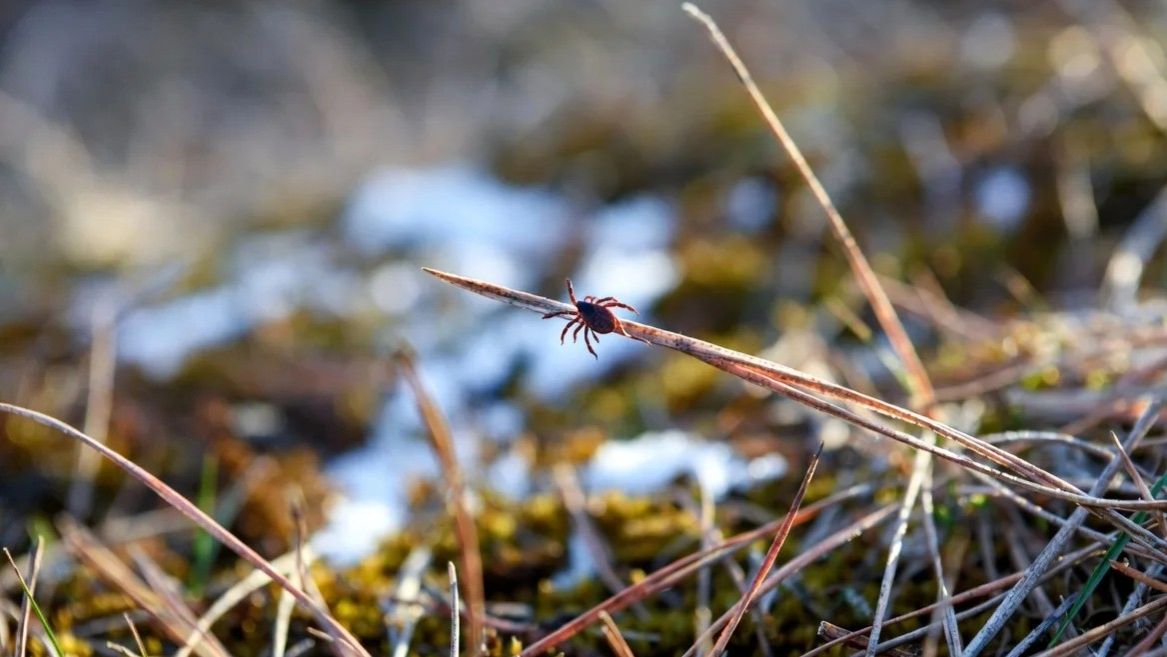 В Югре зафиксировали первое нападение клеща на человека