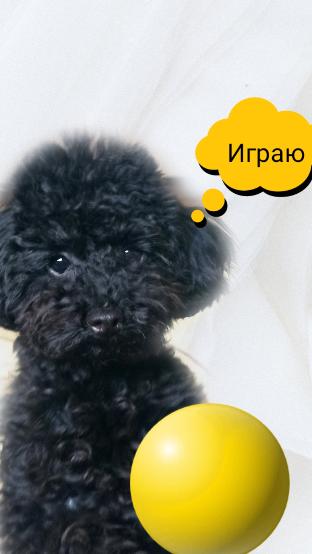 Собачка Айза и мышка😄