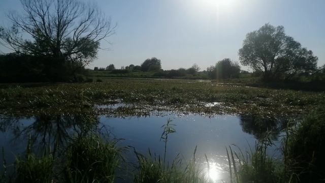 Озеро, кувшинки, лягушки квакают. Атмосферное видео.