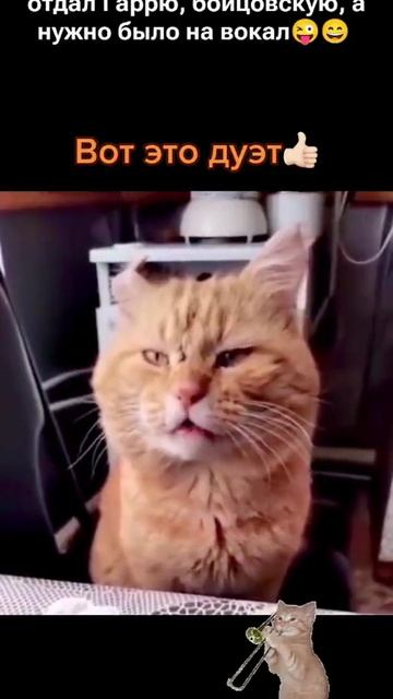 Кошачий дуэт