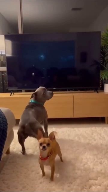 Эй, ты чего вырубил мой ТВ 📺😅👍