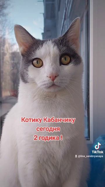 Котик Кабанчик