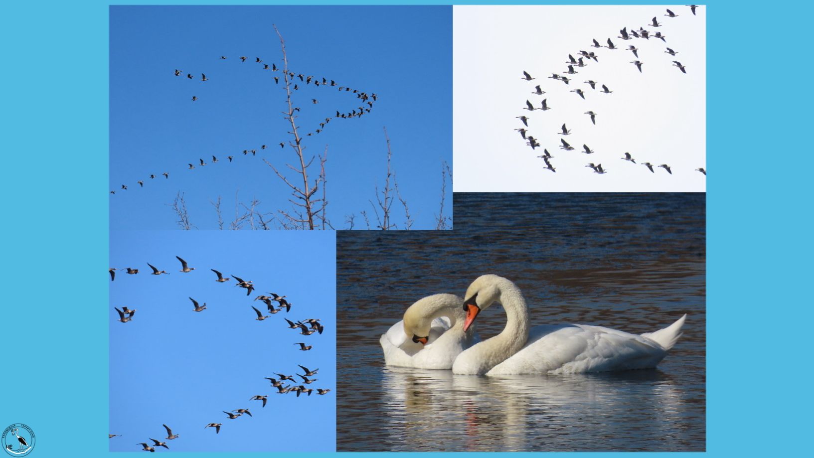 Летят перелетные птицы весной. Домой! Огари, гуси, цапли, утки, лебеди. 2026