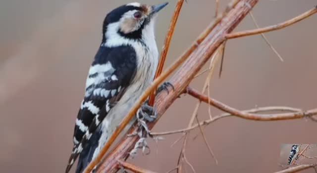 .... Дятел - Что мы знаем о нём....