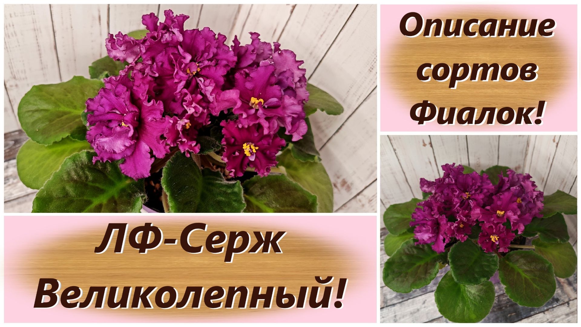 Описание сортов Фиалок! ЛФ-Серж Великолепный!