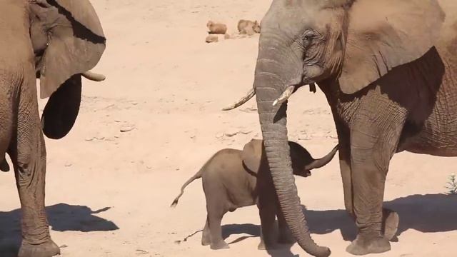 Мать-слониха мягко подталкивает слонёнка, чтобы он подбежал и поприветствовал слониху-тётю