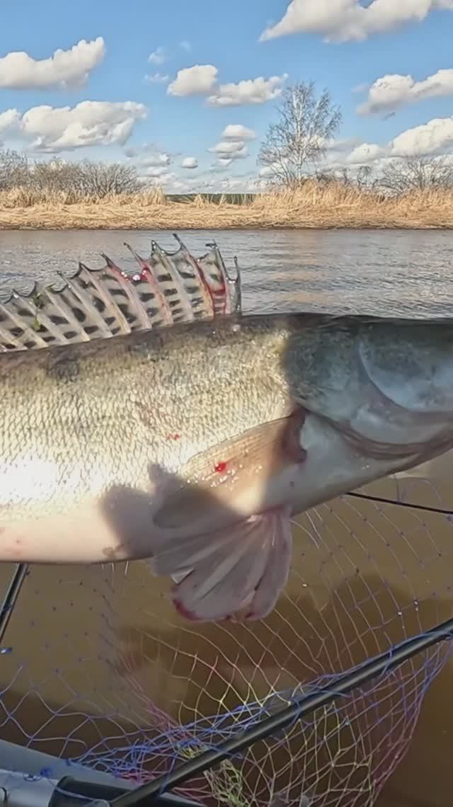 Наконец-то он клюнул!!!