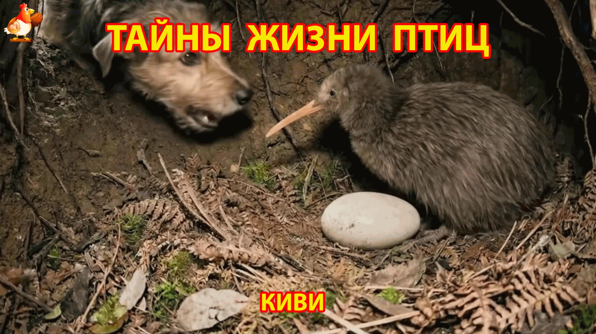 Тайны жизни птиц в природе – Киви