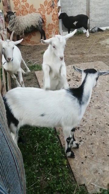 Коза-безбилетник)) Чили эксплуатирует Фрею