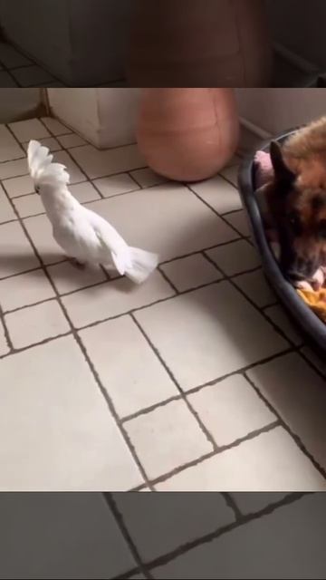 С таким попугаем и собака не нужна