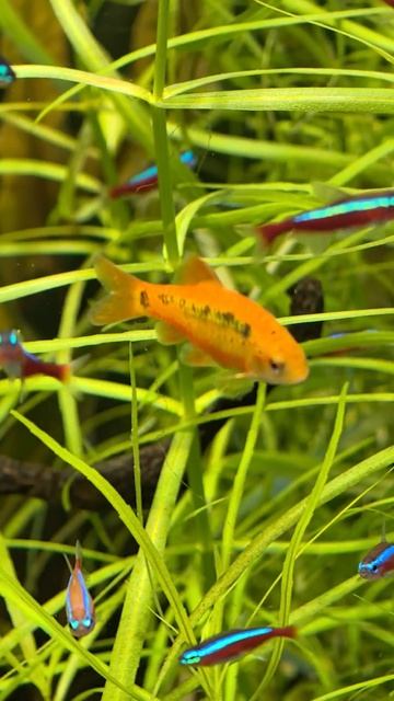 Барбус Шуберта и неоны