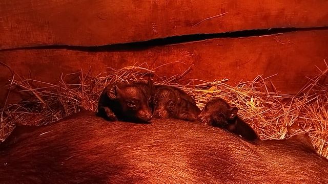 Новорожденные вьетнамские вислобрюхие поросята