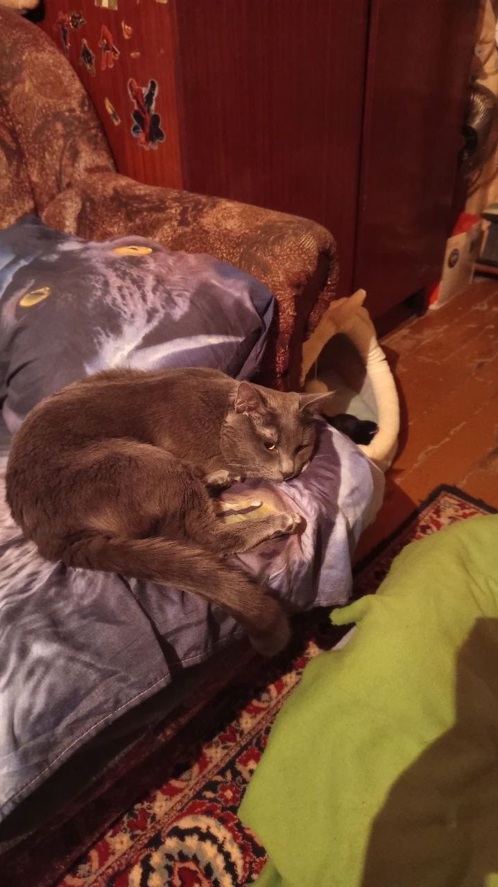 Кот Атос передаёт всем привет! #shorts #котатос #животные #коты #атос