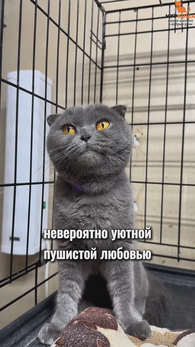 Солли ждёт вас в приюте #Муркоша