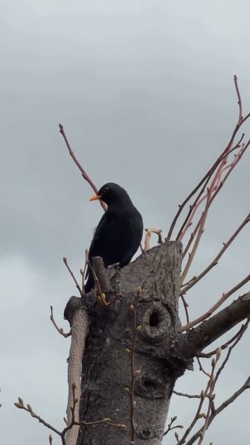 Вот кто поет под вашими окнами - черный дрозд