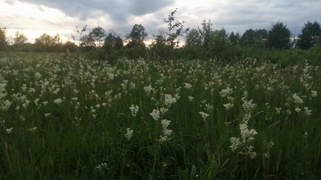Таволга в цвету!