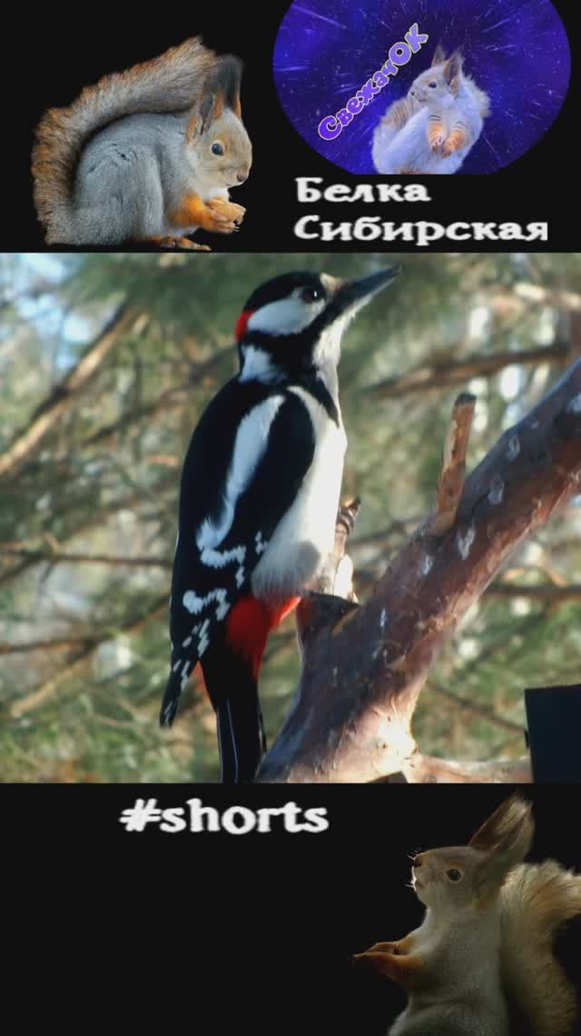 Дятел замедленно