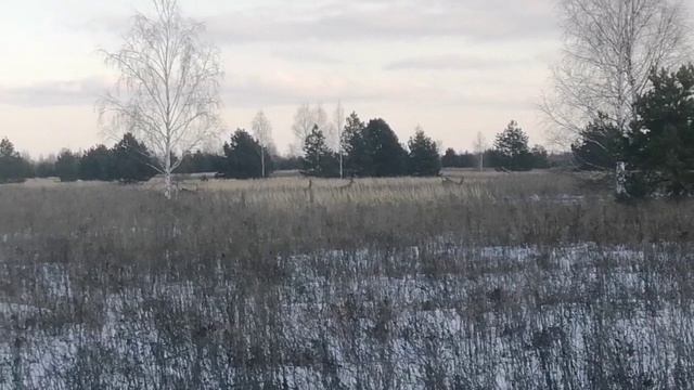 Косули в полях