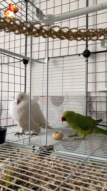 Зеленый попугай и белый голубь (1)