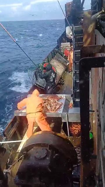 Работа в море на крабе готовка Стр  503 " Арина "