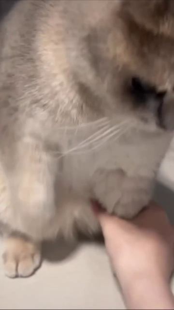 Смешные коты #117-7