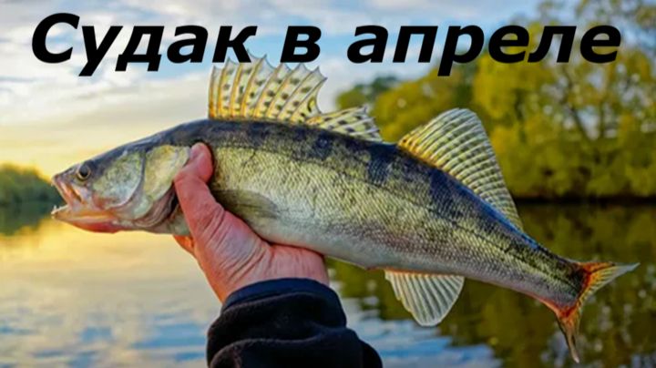 КАК ЛОВИТЬ СУДАКА В АПРЕЛЕ НА СПИННИНГ? МЕСТА И СНАСТИ ДЛЯ РЫБАЛКИ НА СУДАКА ВЕСНОЙ