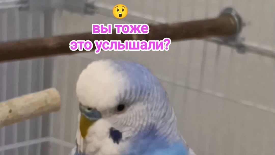 Попугай говорит 🦜😛 #попугай #волнистыйпопугай #говорящийпопугай