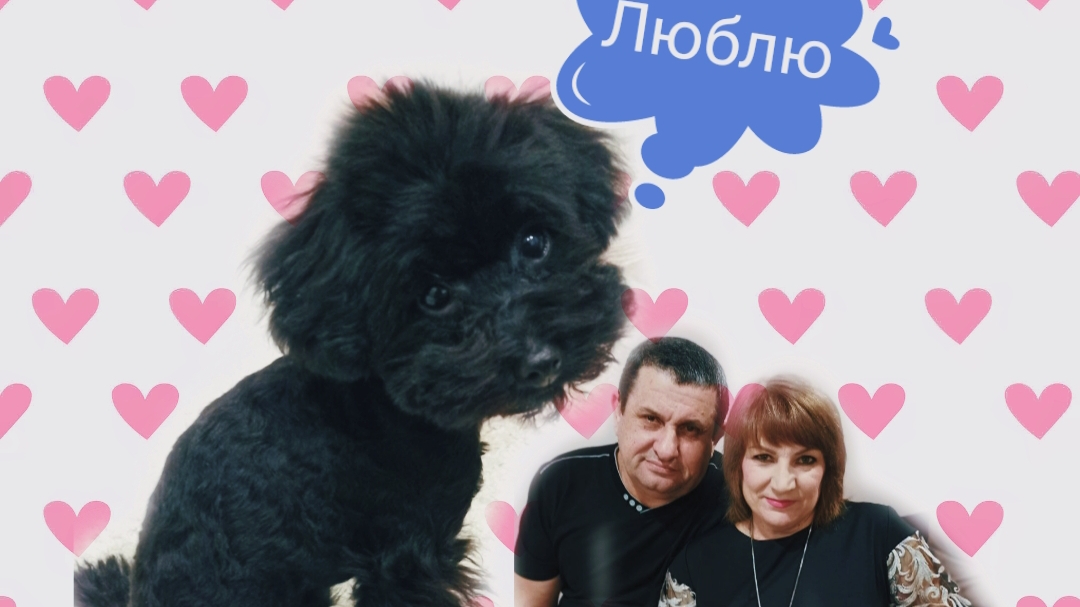 Люблю бабушку и дедушку. ❤️🐩