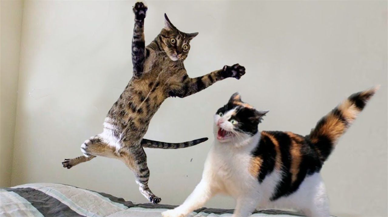 Смешные и забавные животные 😻😺 Лучшие приколы с животными 🐶 Подборка забавных животных