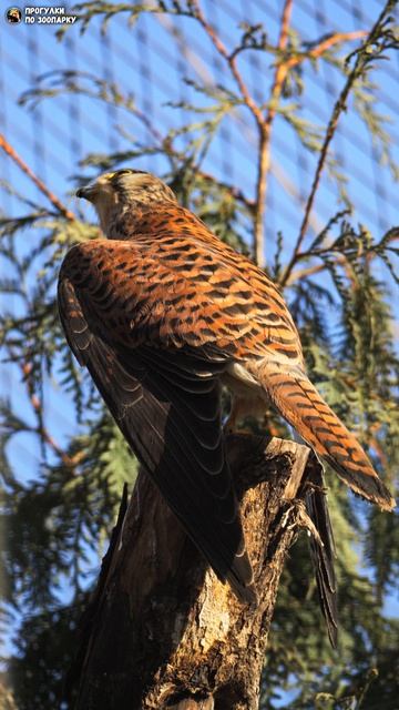 Пустельга расправила крылья и улетела. Ленинградский зоопарк
