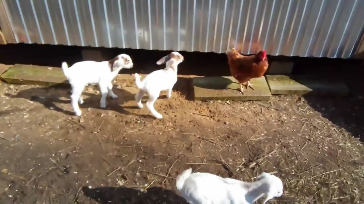 Козлята на прогулке