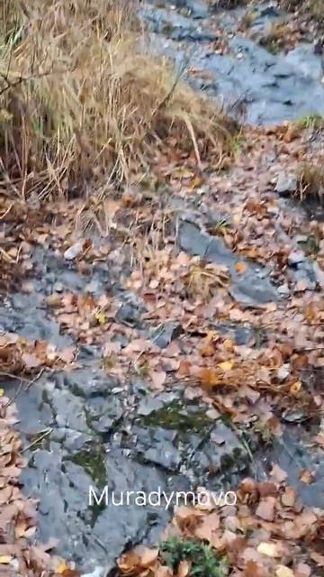 🍂 Мост в осень: Мурадымовские пещеры
