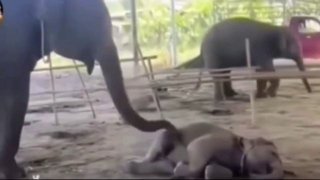 Даже слонята не хотят рано просыпаться