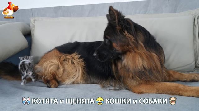 Котята и щенята 🐈🐶 Кошки и собаки 🤗 Про животных (10)