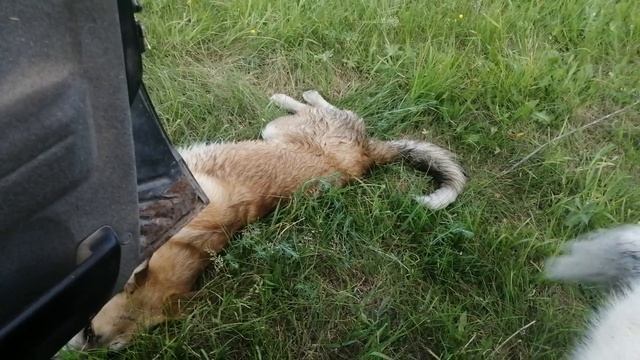 Жара. Вывезли искупаться на речушку собак. Теперь они грязнее. чем до купания) зато не так жарко.