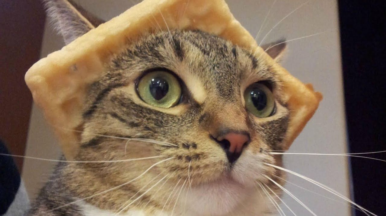 Смешные и забавные животные 😻😺 Лучшие приколы с животными 🐶 Подборка забавных животных