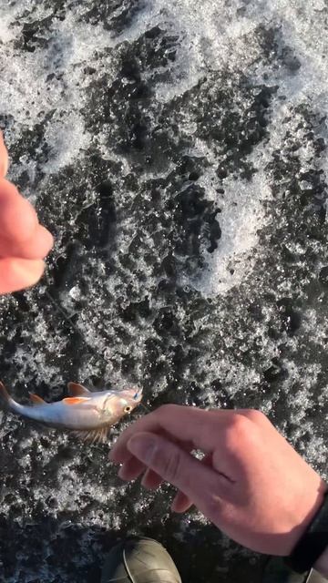 Кабан на балансир! Закрытие сезона! Видос на канале! Огромный и злой окунь!