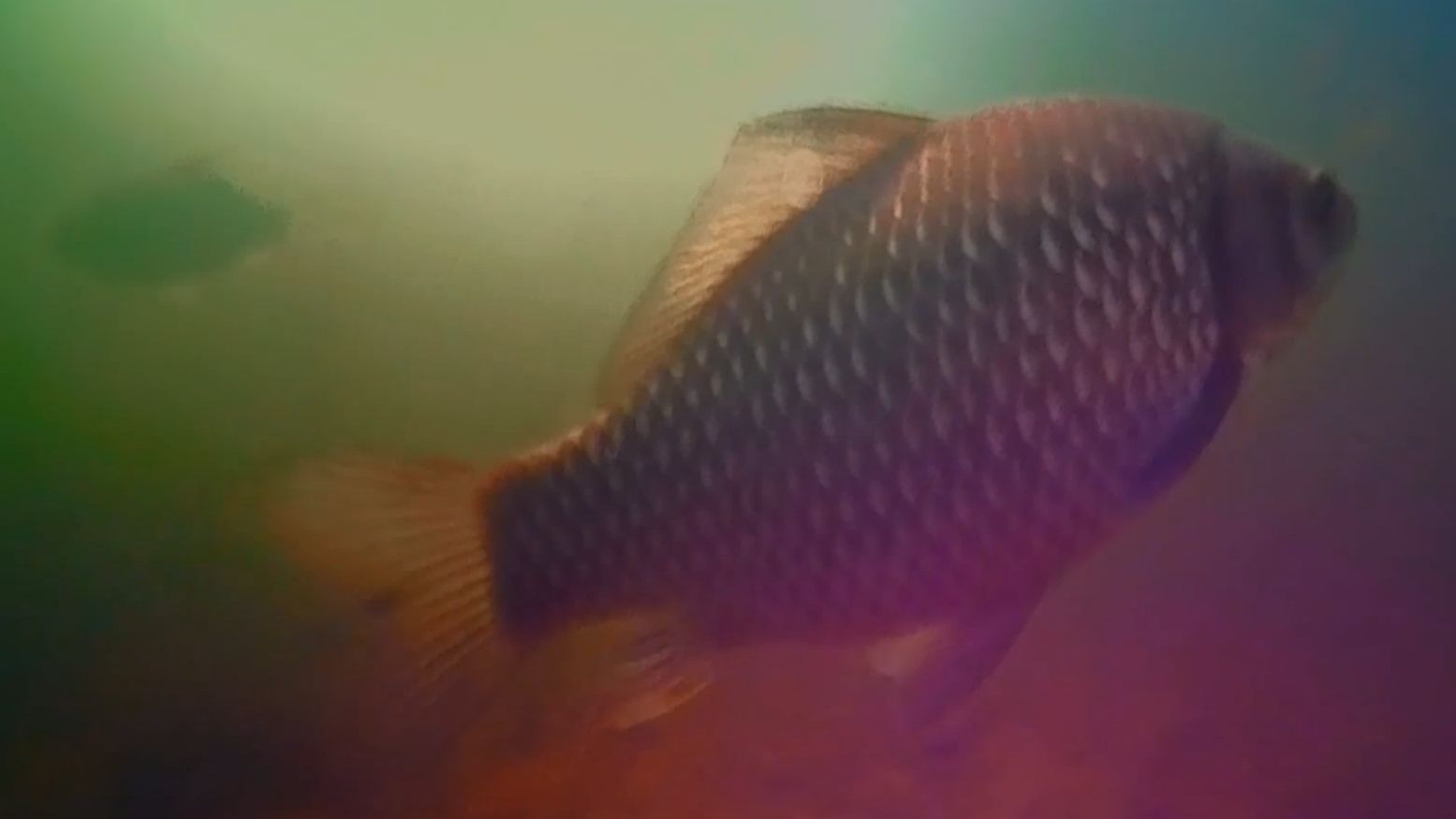 У хищников пора охоты