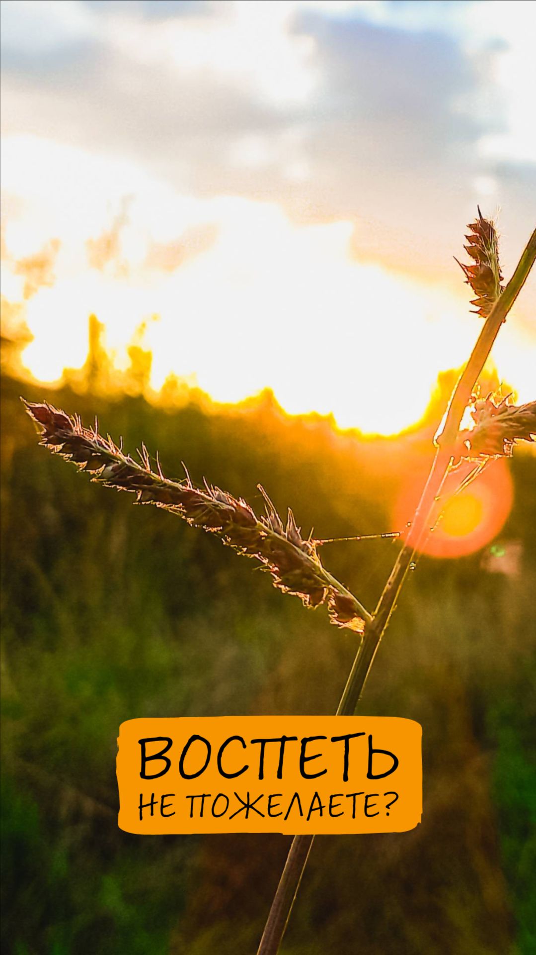 Воспеть не пожелаете? #shorts