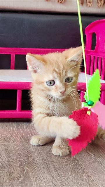 Очень милый и забавный рыжий котенок.